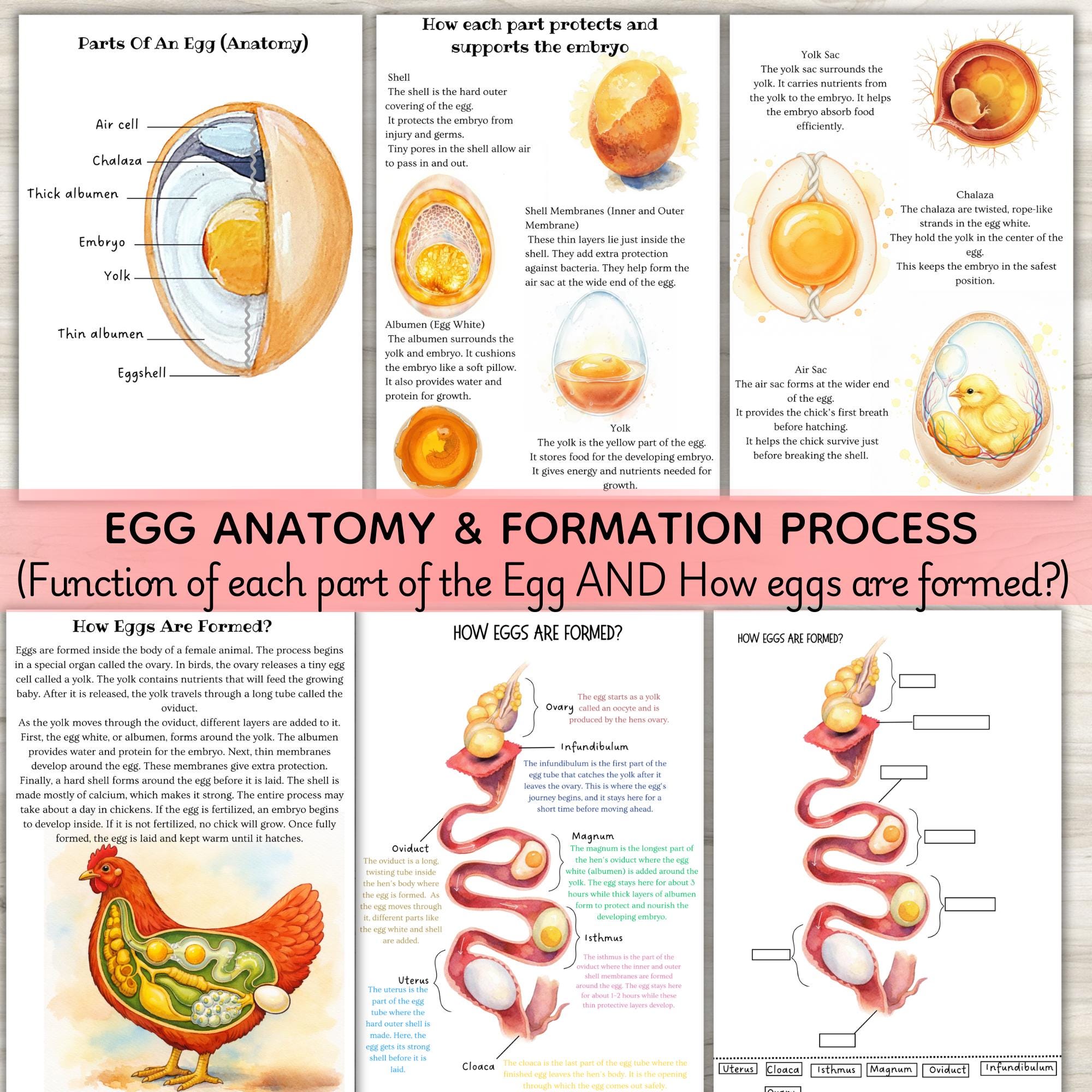 EGG UNIT STUDY, Egg Anatomy, Nature Study, Spring Study, Homeschool ...
