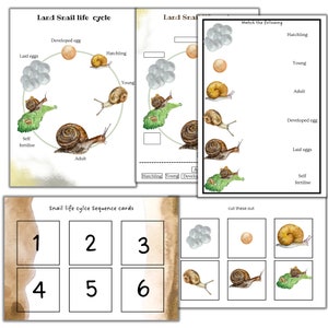 Snail Unit Study, Garden Snail Printable, Nature Study, Summer ...