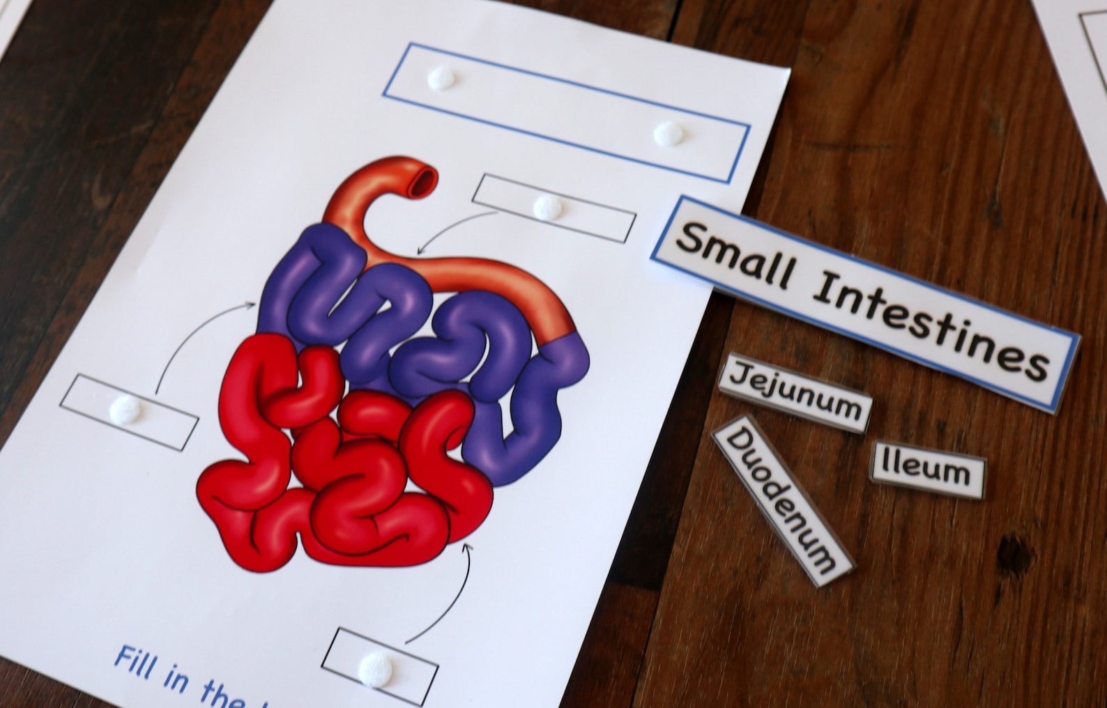 Human Small Intestines Anatomy Printable Activity, Small Intestines ...