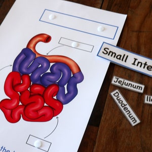 Human Small Intestines Anatomy Printable Activity, Small Intestines ...