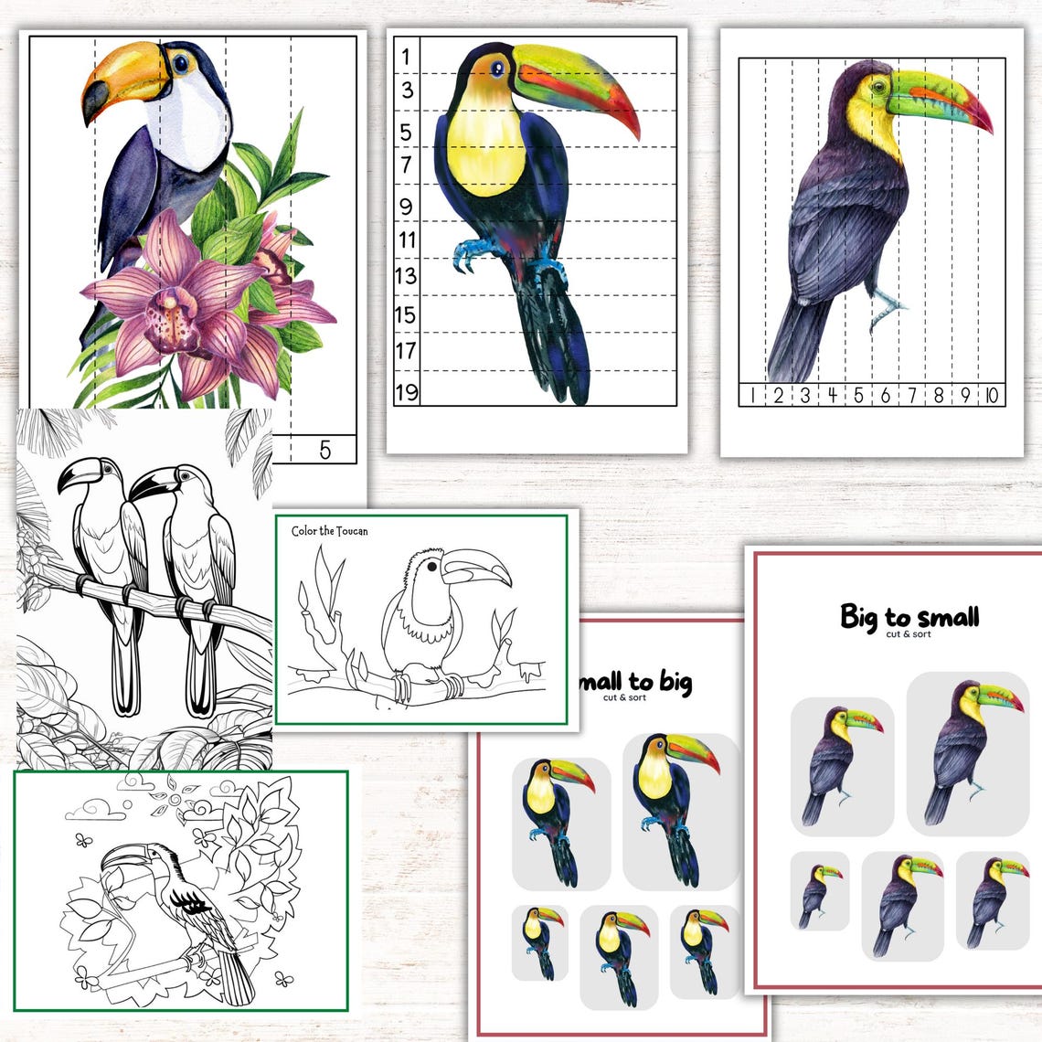 Toucan Unit Study, Toucan Anatomy, Rainforest Animals Unit, Toucan ...