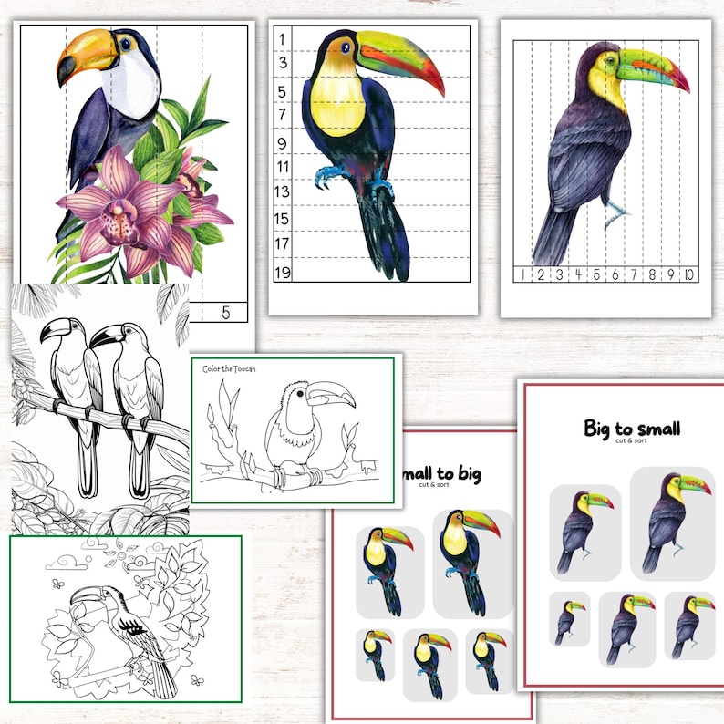 Toucan Unit Study, Toucan Anatomy, Rainforest Animals Unit, Toucan ...