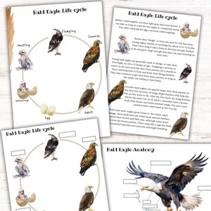 Bald Eagle Mini Unit, Bald Eagle Lifecycle, Bald Eagle Printable ...