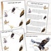 Bald Eagle Mini Unit, Bald Eagle Lifecycle, Bald Eagle Printable Activities, Bald Eagle ...
