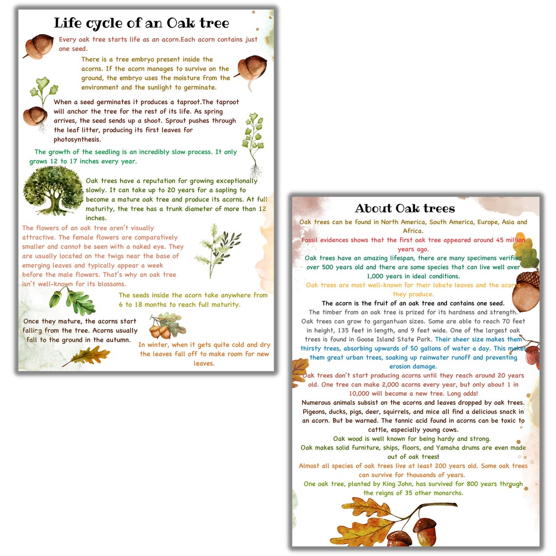 Oak Tree Life Cycle, Oak Trees, Tree Unit Study, Acorn Life Cycle Tree ...