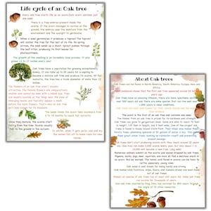 Oak Tree Life Cycle, Oak Trees, Tree Unit Study, Acorn Life Cycle Tree ...