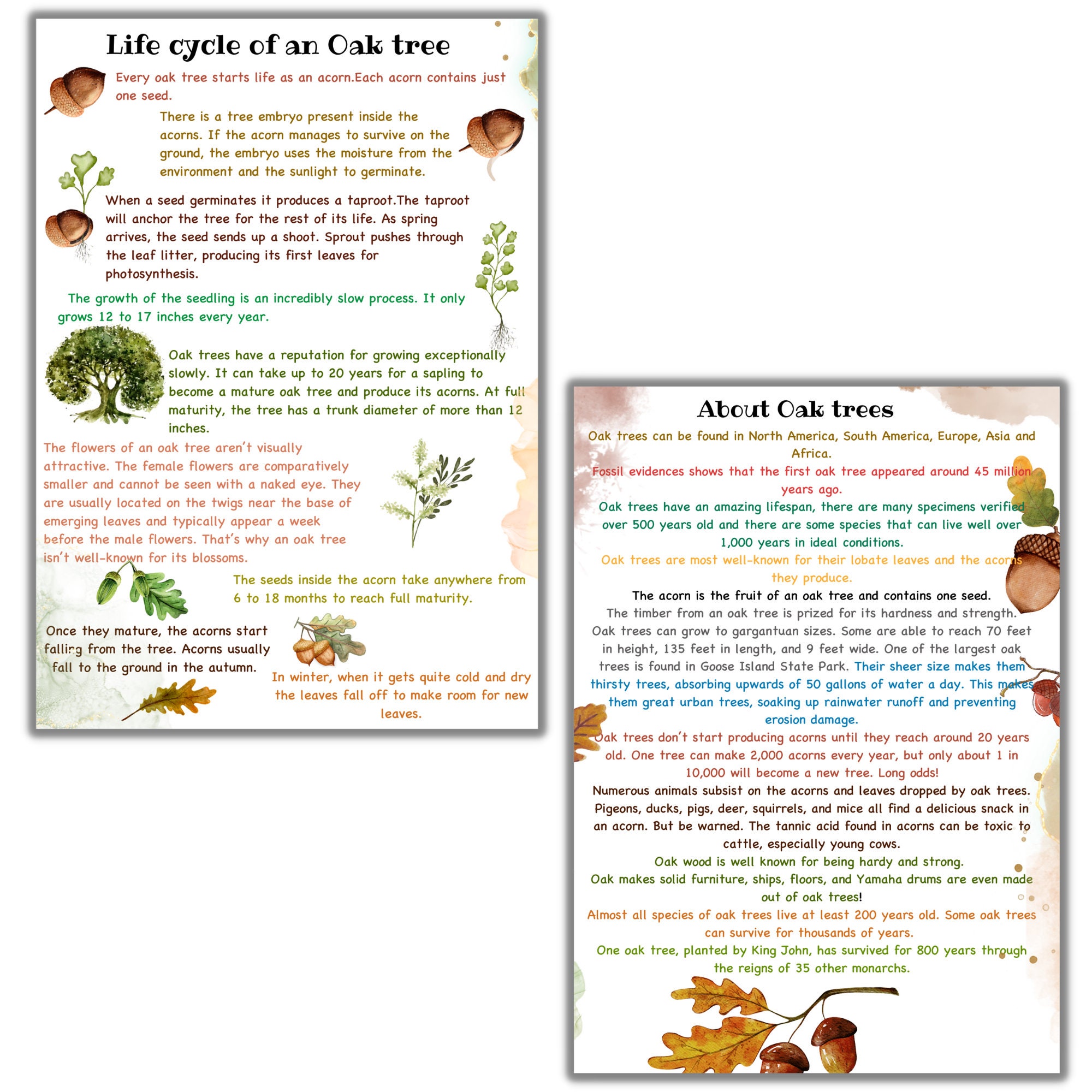 Oak Tree Life Cycle, Oak Trees, Tree Unit Study, Acorn Life Cycle Tree ... Oak Tree Life Cycle, Oak Trees, Tree Unit Study, Acorn Life Cycle Tree ...