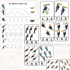 Toucan Unit Study, Toucan Anatomy, Rainforest Animals Unit, Toucan ...