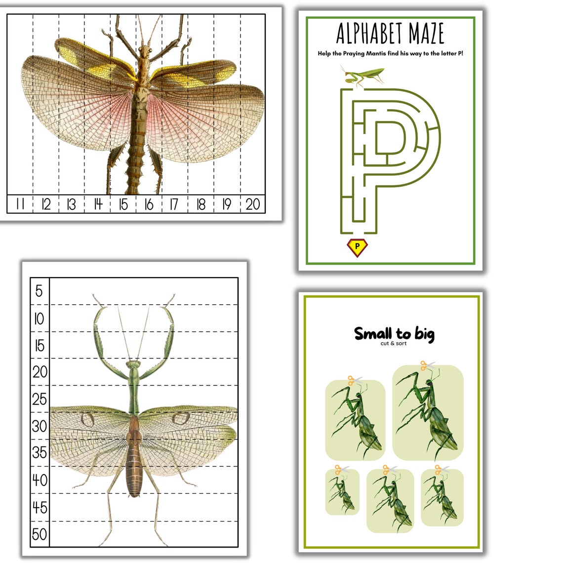 Praying Mantis Mini Unit Study, Praying Mantis Activities, Insects ...