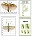 Praying Mantis Mini Unit Study, Praying Mantis Activities, Insects ...