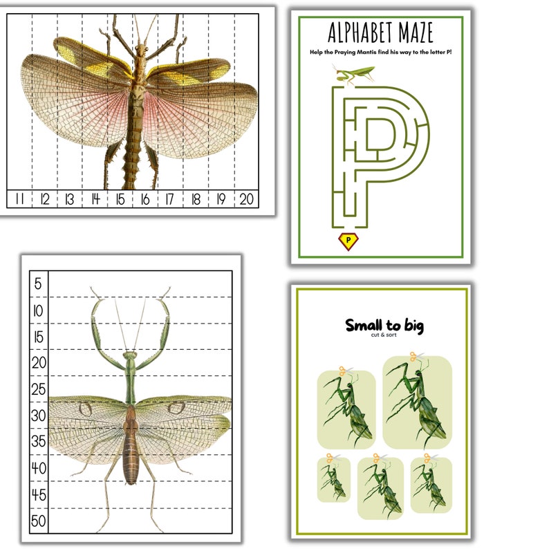 Praying Mantis Mini Unit Study, Praying Mantis Activities, Insects ...