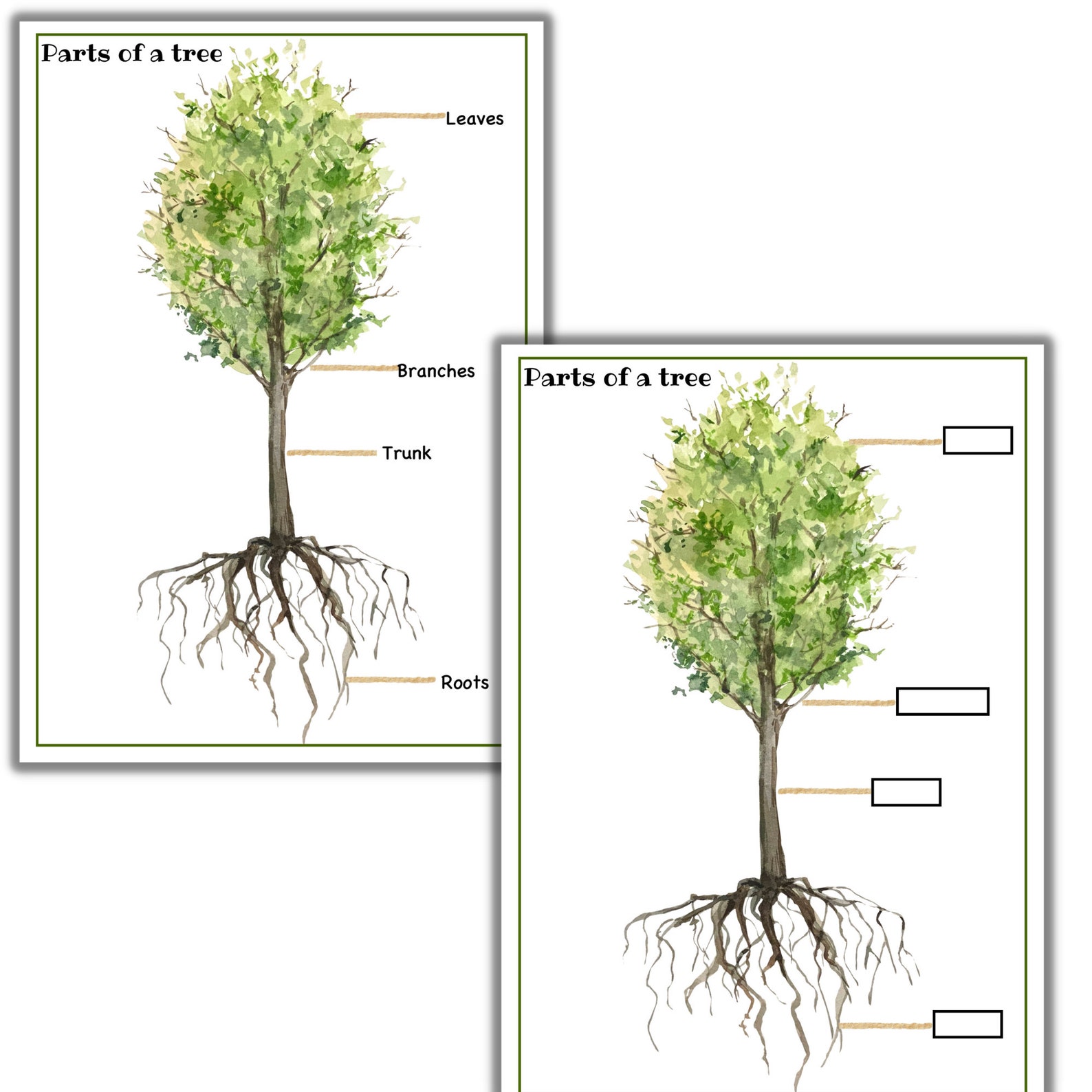 Parts of a Tree Puzzle , Tree Unit Study, Tree Anatomy, 3 Part Cards ...
