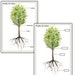 Parts of a Tree Puzzle , Tree Unit Study, Tree Anatomy, 3 Part Cards ...