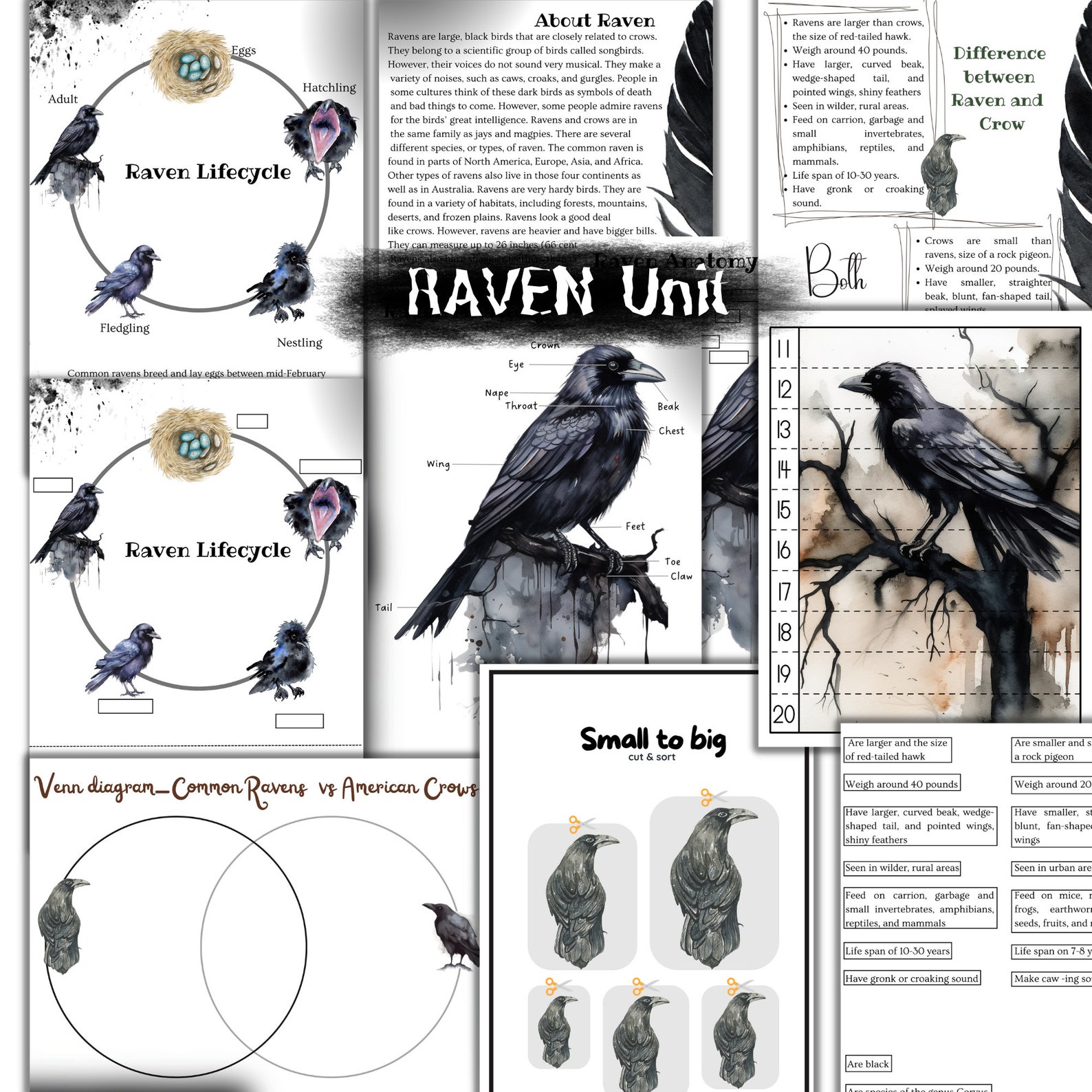 HALLOWEEN UNIT STUDY, Spider Unit Study, Raven Unit Study, Pumpkin Unit ...