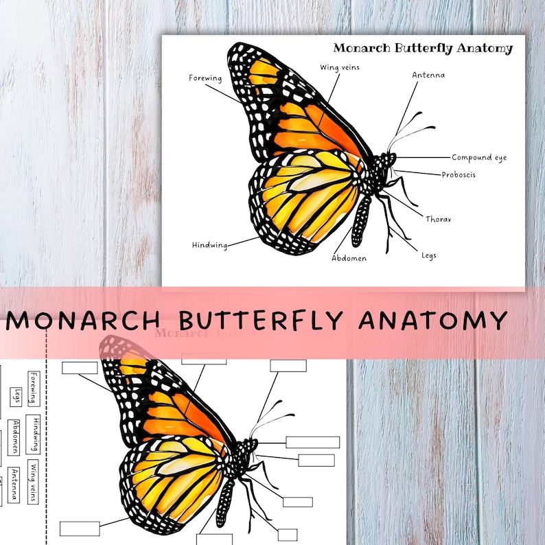Monarch Butterfly Anatomy, Monarch Butterfly Printable - Etsy