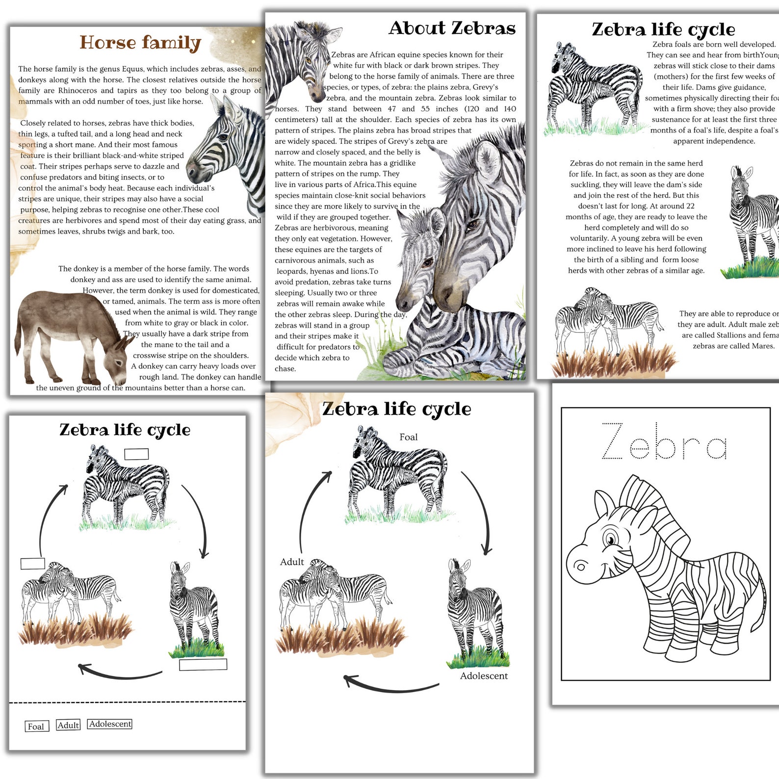 Horse Unit Study, Horse 3 Part Cards, Horse Activities, Horse ...