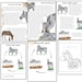 Horse Unit Study, Horse 3 Part Cards, Horse Activities, Horse Homeschool, Horse Anatomy, Horse ...
