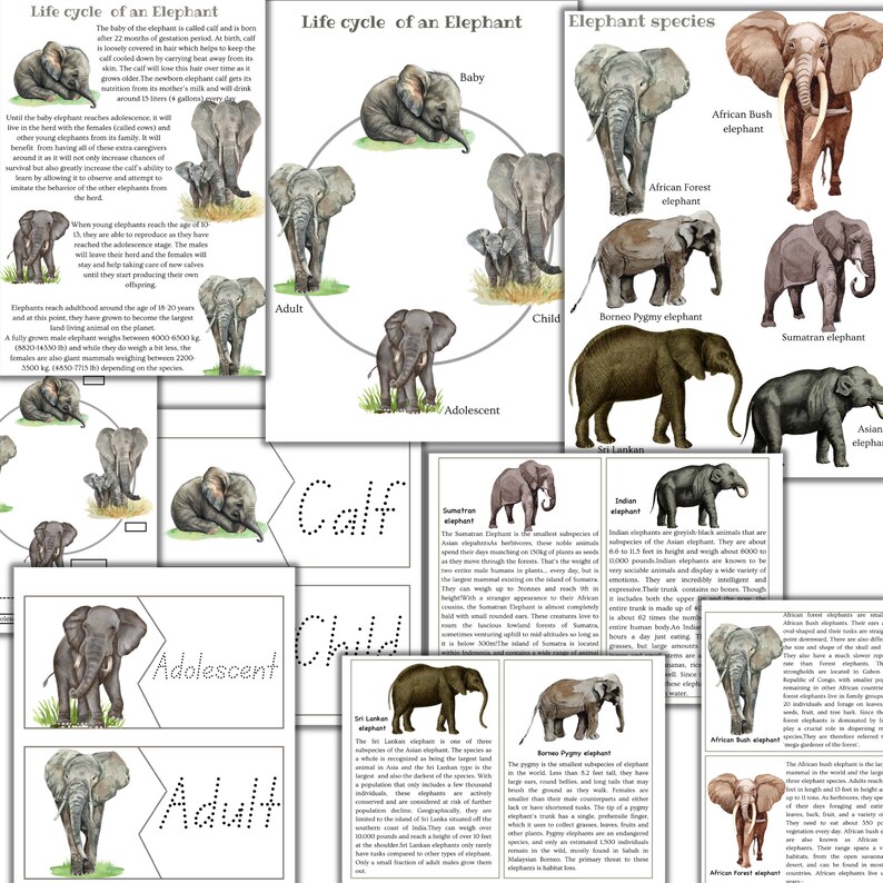Mammals Unit Study Elephant Unit Study Bat Unit Study Whale - Etsy