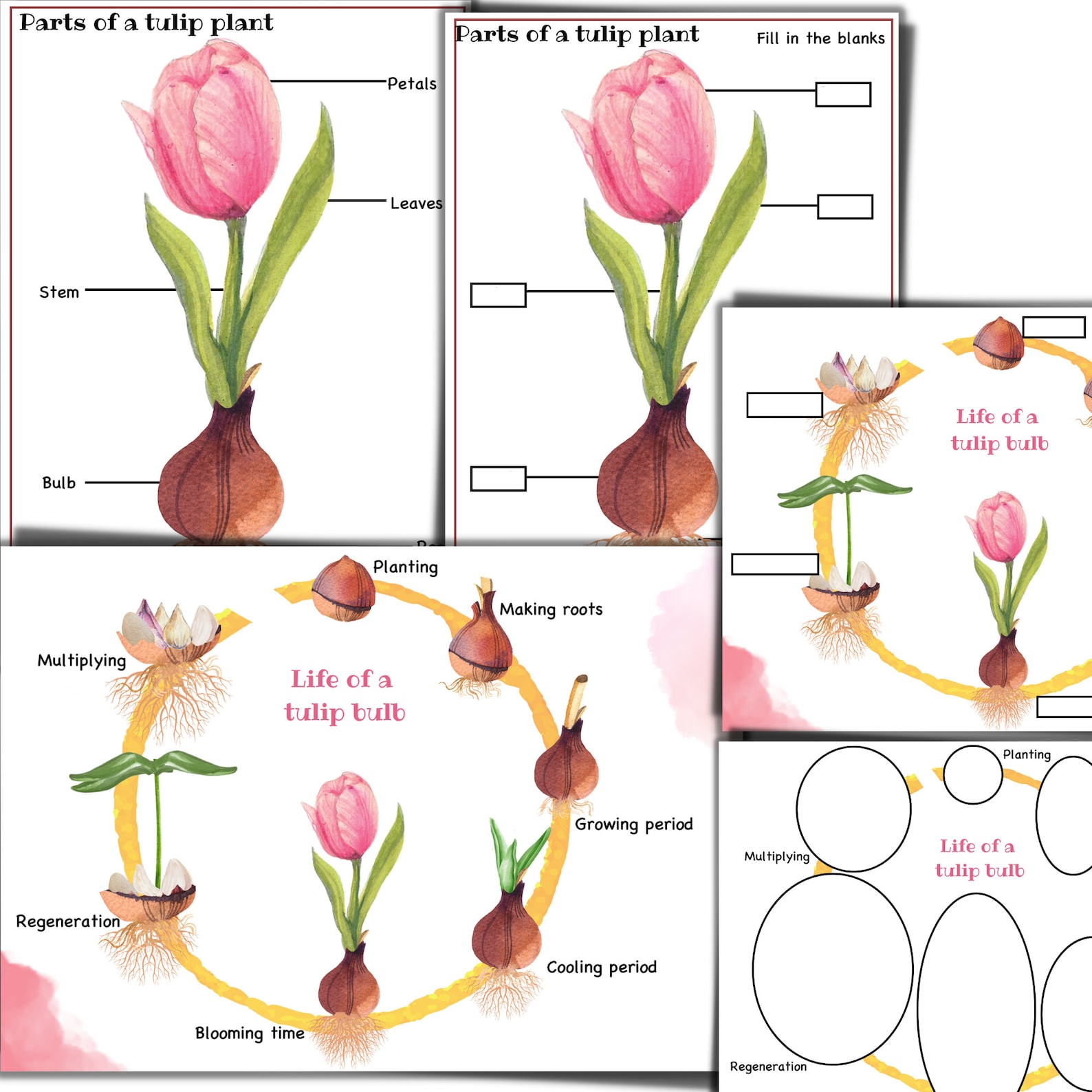 Flowers Unit Study,parts of Flower, Sunflower Life Cycle, Spring Unit ...