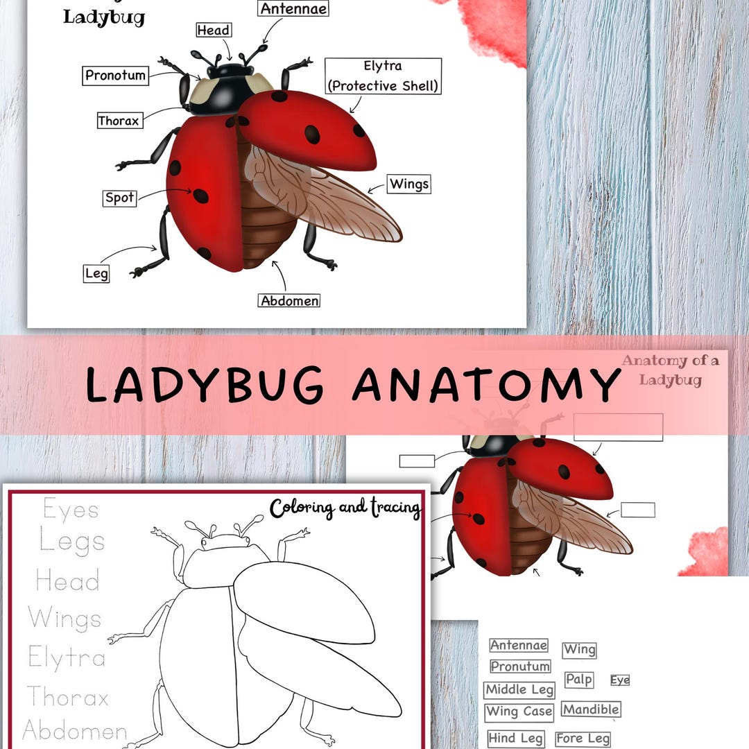Lady Bug Anatomy, Lady Bug Printable, Mini Beast Printable, Nature Unit ...