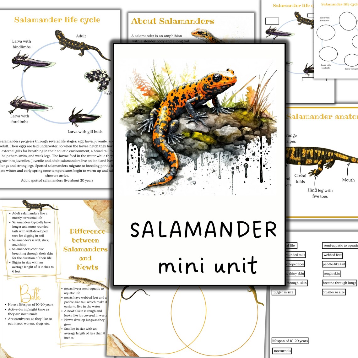 Salamander Mini Unit, Salamander Activities, Amphibians - Etsy