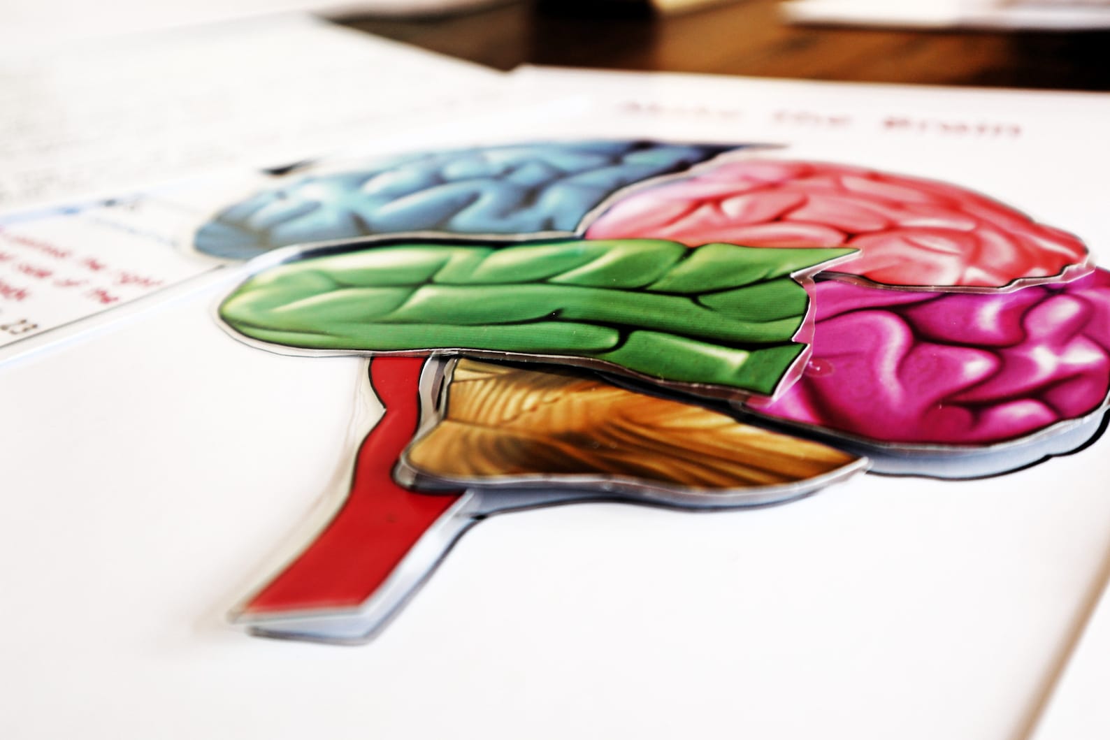 Human Brain Anatomy Printable Activity Brain Puzzle Brain - Etsy