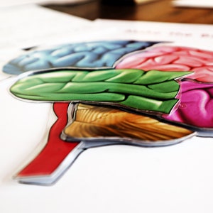 Human Brain Anatomy Printable Activity, Brain Puzzle, Brain ...