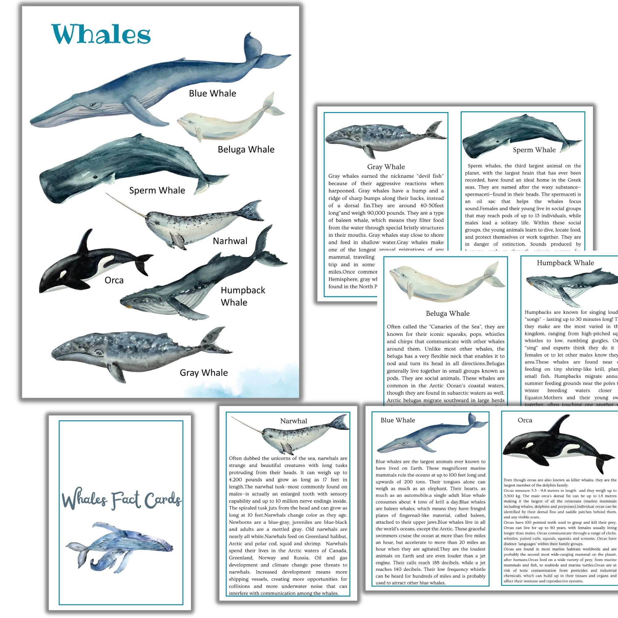 Whale Mini Unit Study, Whale Life Cycle, Whale Anatomy, Nature Study - Etsy