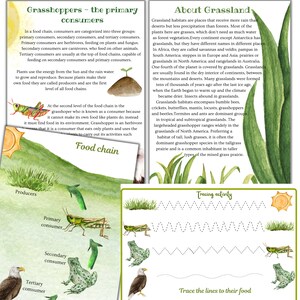 Insects Unit Study, Mini Beast Study, Grasshopper Unit, Ant Unit ...