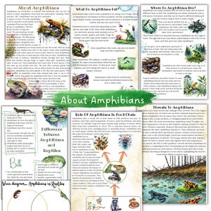 Amphibian Unit Study, Frogs Unit Study, Frogs 3 Part Cards, Frog ...