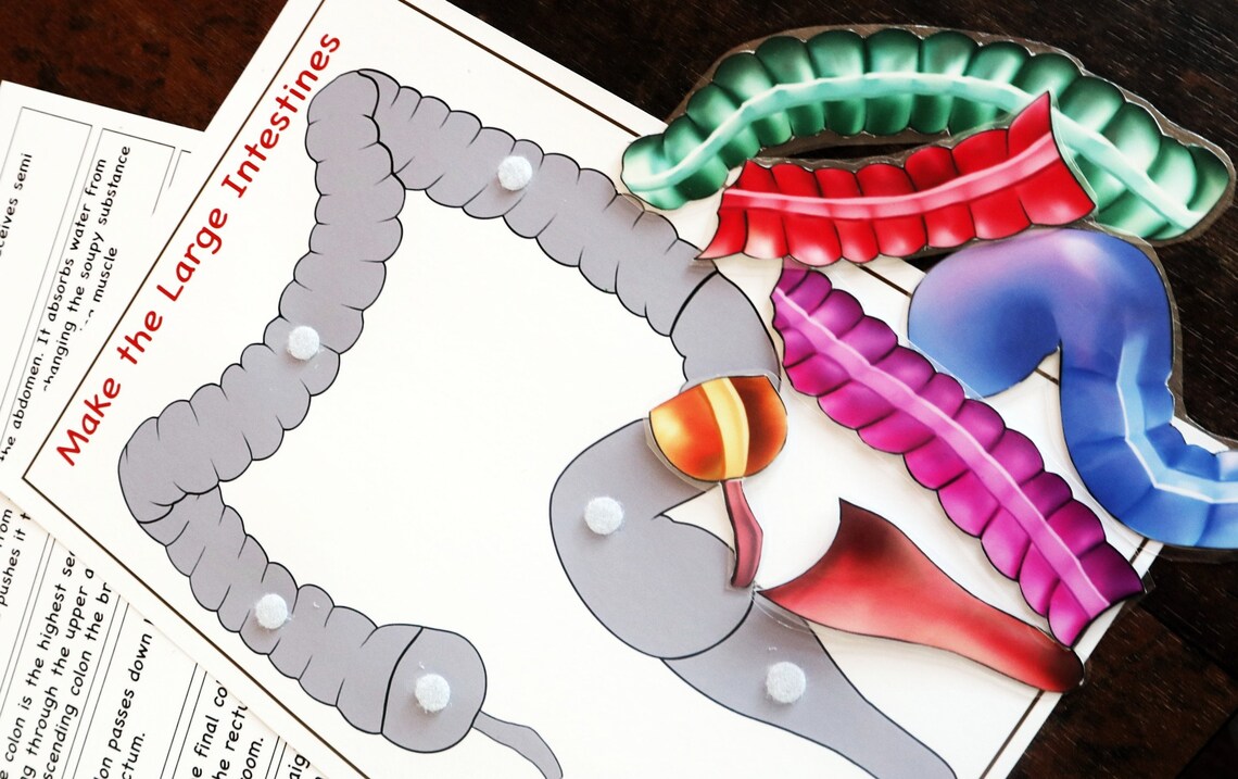Human Large Intestines Anatomy Printable Activity Large - Etsy