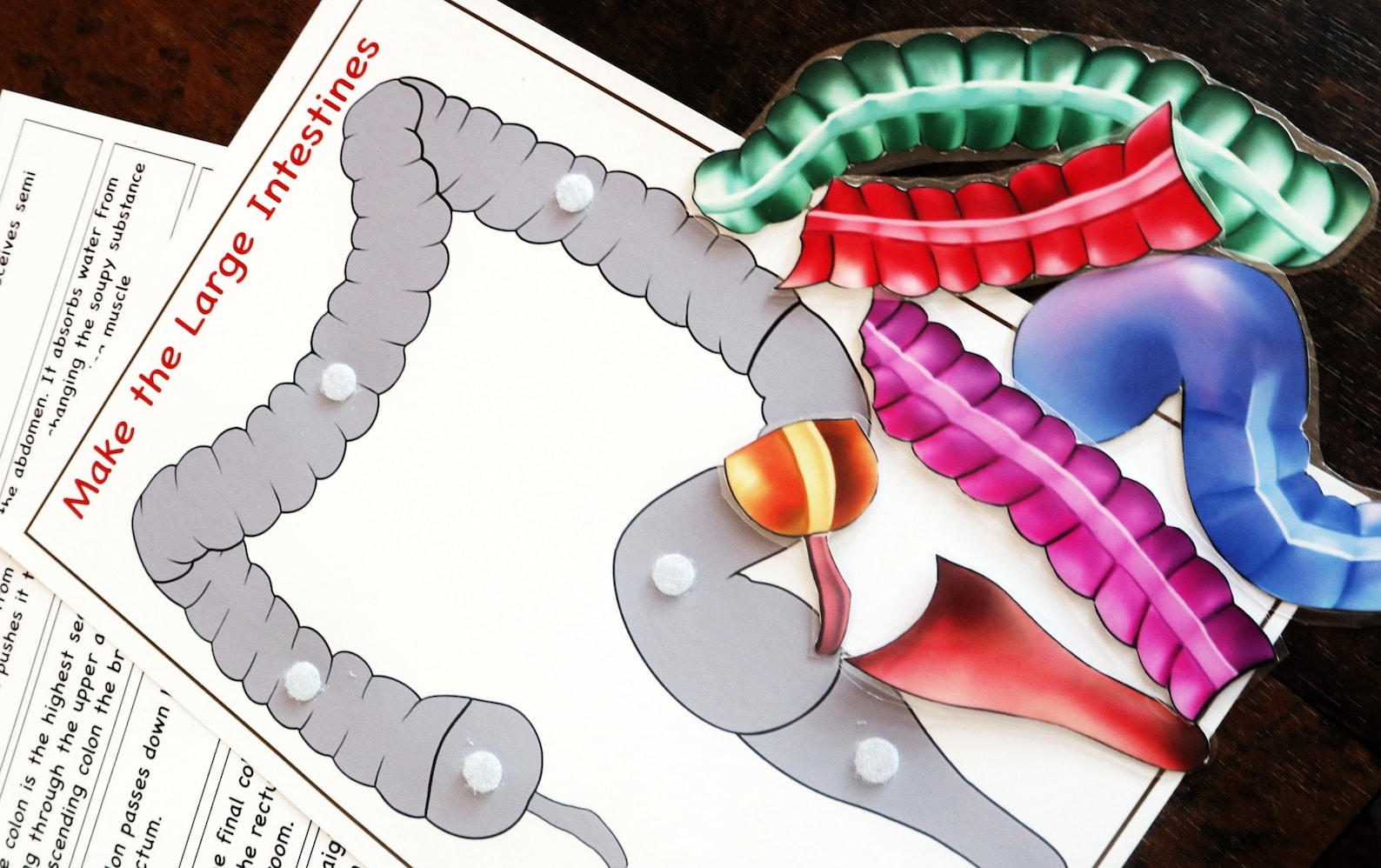 Human Large Intestines Anatomy Printable Activity Large - Etsy