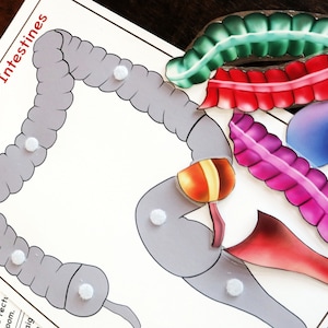 Human Large Intestines Anatomy Printable Activity, Large Intestines ...