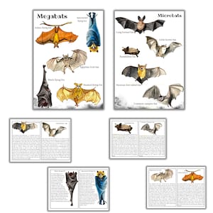 Bat Mini Unit Study, Bat Anatomy, Bat Life Cycle, Bats Poster Watecolor ...