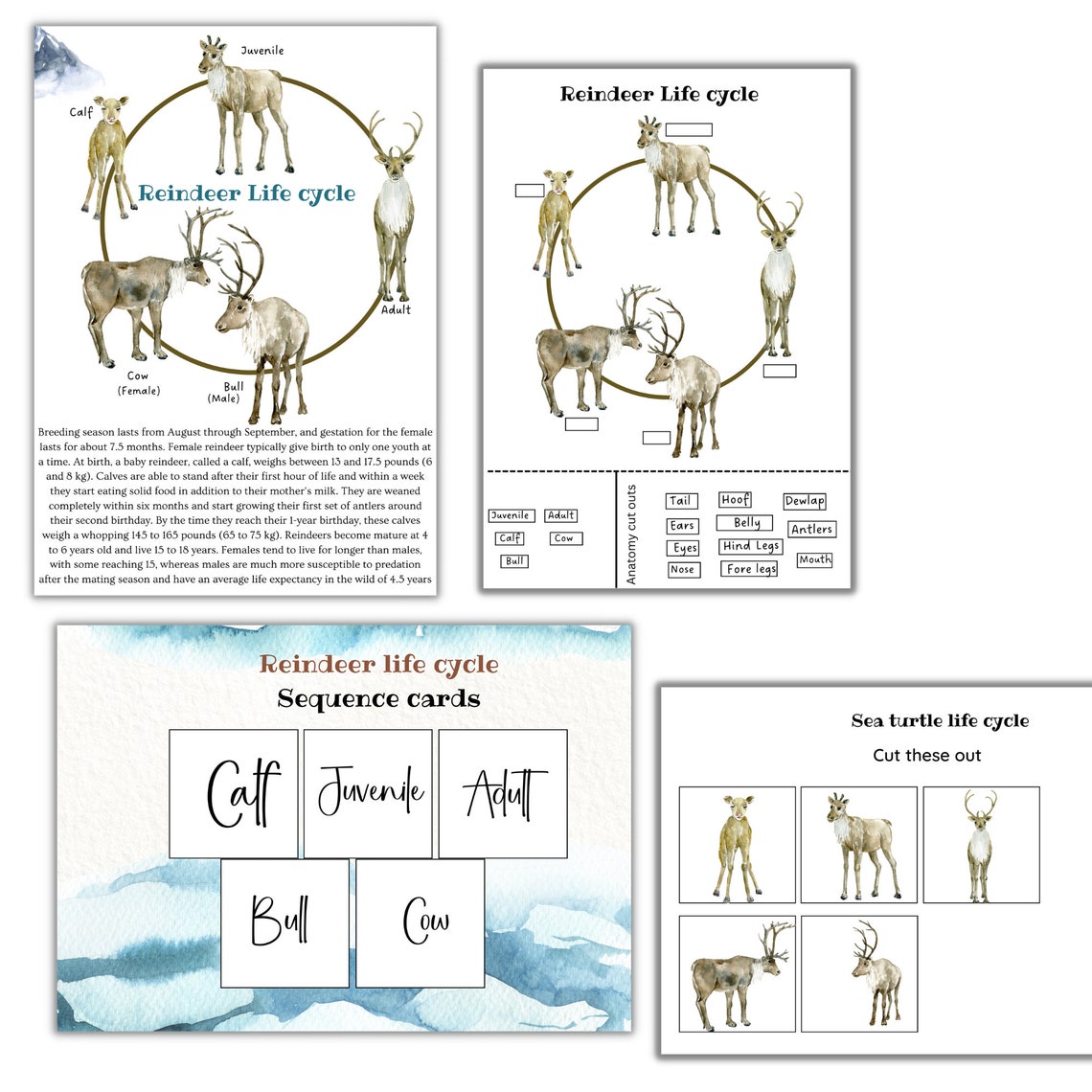 Reindeer Unit Study, Arctic Animals Activity, Reindeer Anatomy ...