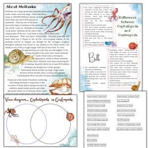 Mollusk Unit Study, Octopus Unit, Squid Unit, Cuttlefish Unit, Sea ...