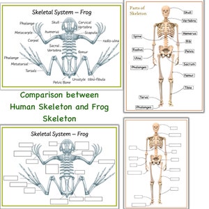 Amphibian Unit Study, Frogs Unit Study, Frogs 3 Part Cards, Frog ...