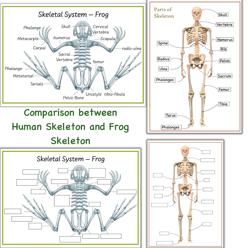 Amphibian Unit Study, Frogs Unit Study, Frogs 3 Part Cards, Frog ...