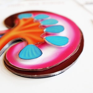 Human Kidney Anatomy Printable Activity, Kidney Puzzle, Kidney 3 Parts ...