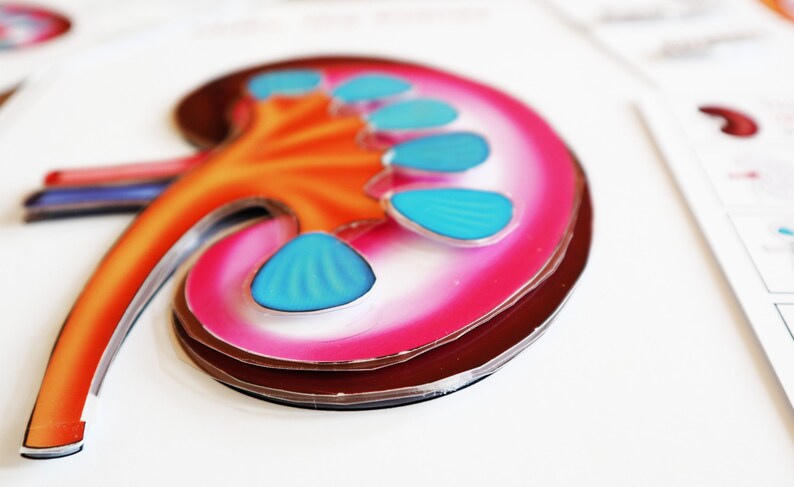 Human Kidney Anatomy Printable Activity Kidney Puzzle Kidney - Etsy UK