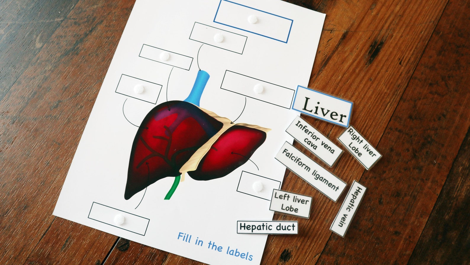 Human Liver Anatomy Printable Activity, Liver Puzzle, Liver ...