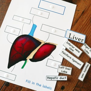 Human Liver Anatomy Printable Activity, Liver Puzzle, Liver ...