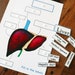 Human Liver Anatomy Printable Activity, Liver Puzzle, Liver ...