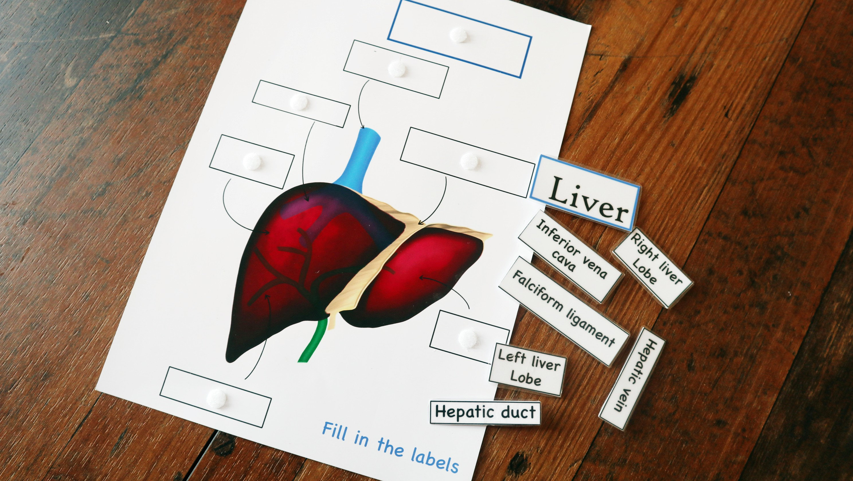 Human Liver Anatomy Printable Activity Liver Puzzle Liver - Etsy UK