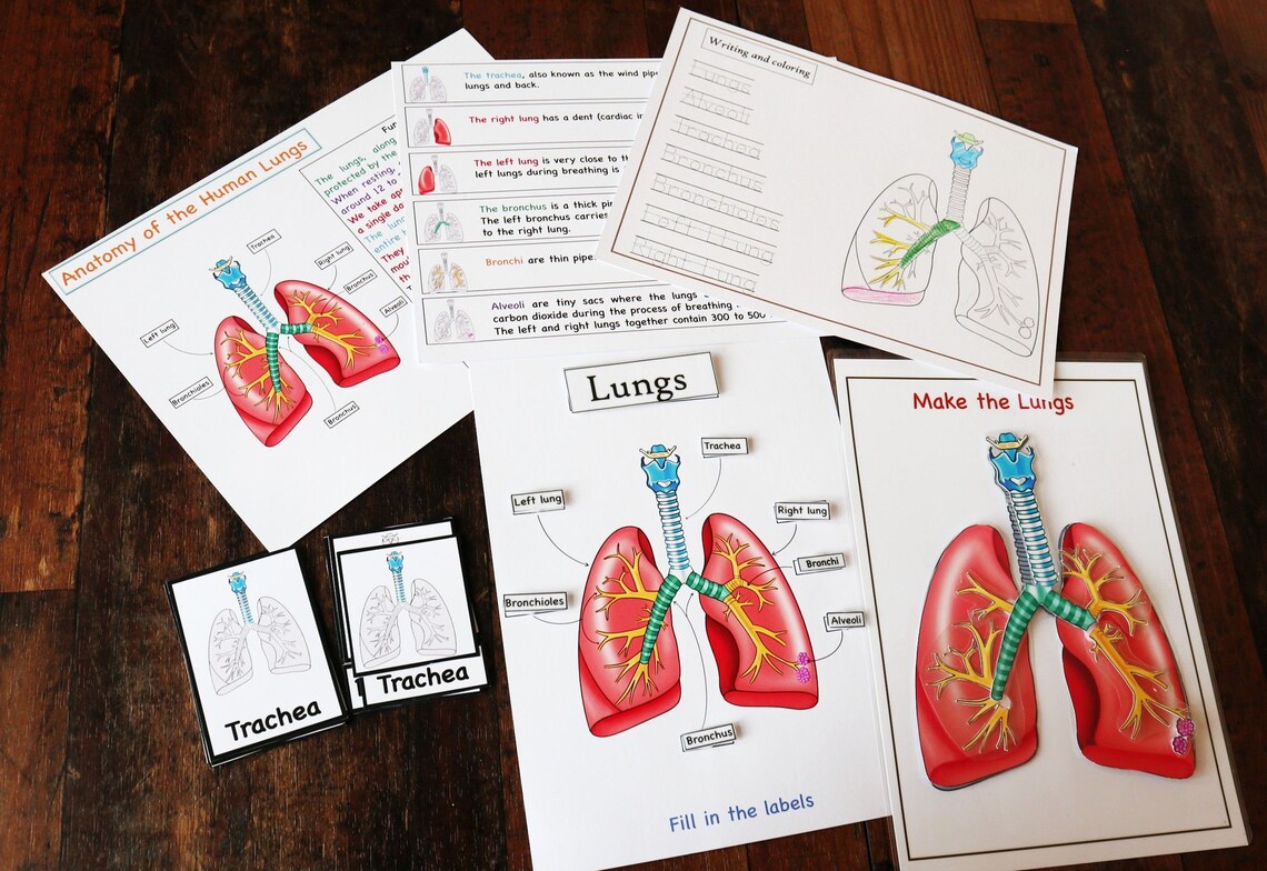 Human Lungs Anatomy Printable Activity, Lungs Puzzle, Lungs ...