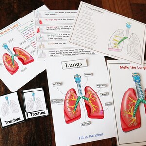 Human Lungs Anatomy Printable Activity, Lungs Puzzle, Lungs ...