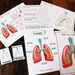 Human Lungs Anatomy Printable Activity, Lungs Puzzle, Lungs ...