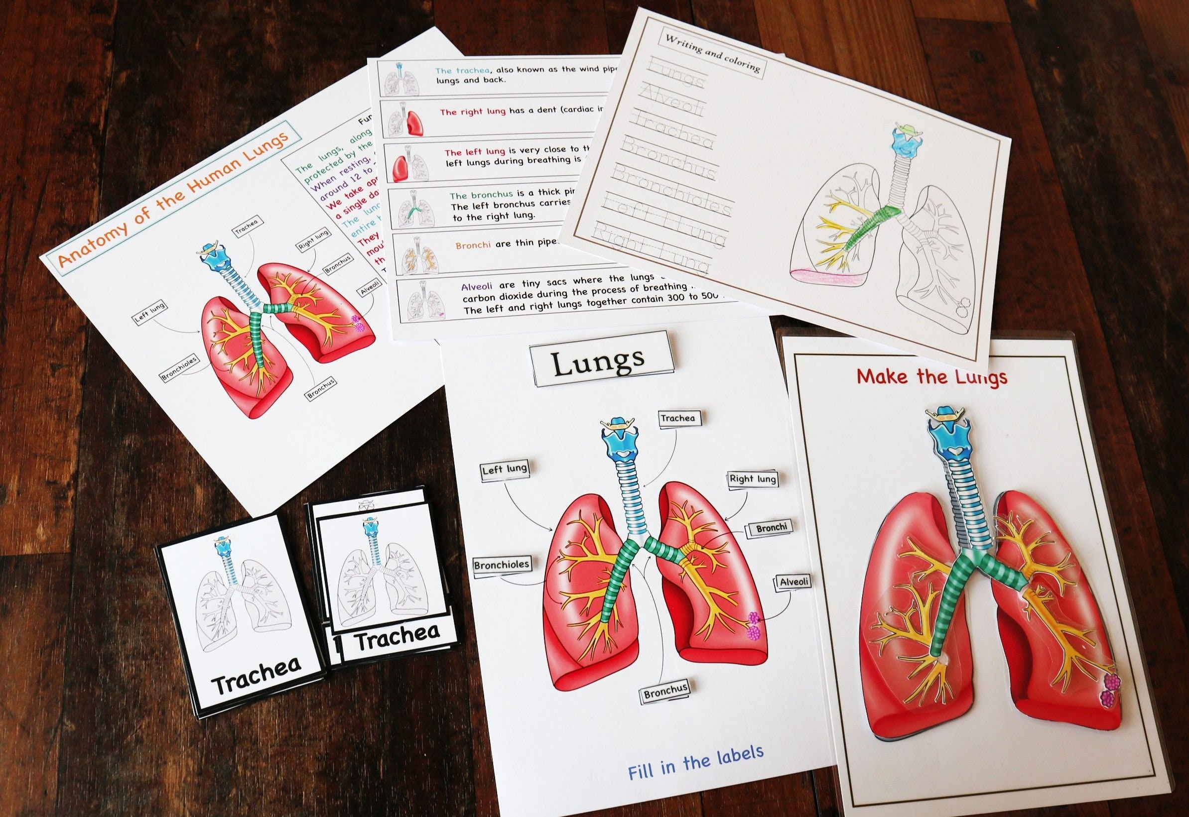 Human Lungs Anatomy Printable Activity Lungs Puzzle Lungs - Etsy