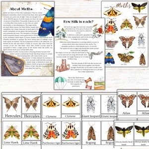 Butterfly Unit Study, Moth Unit, Mini Beast Unit, Butterfly Montessori ...
