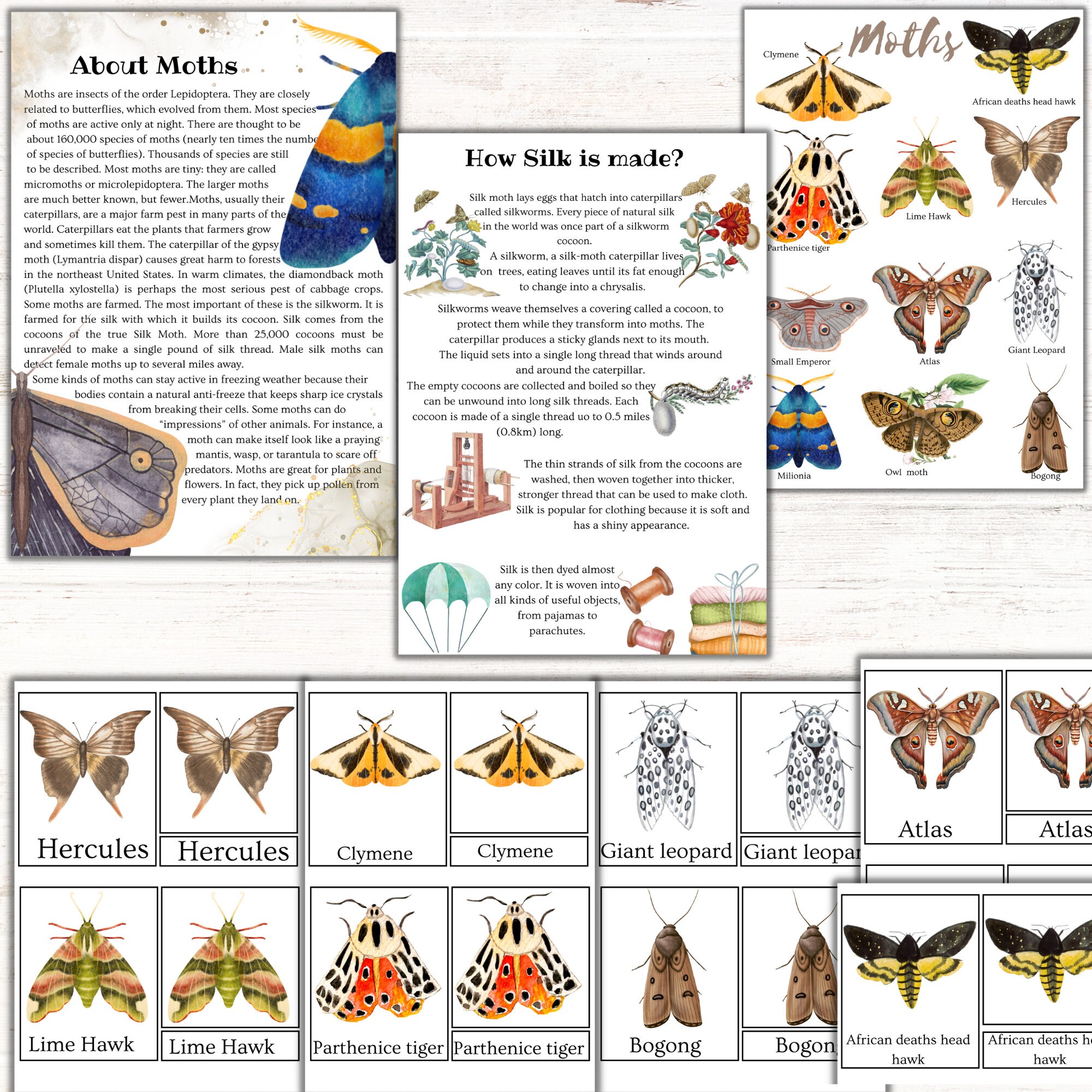 Butterfly Unit Study Moth Unit Mini Beast Unit Butterfly - Etsy